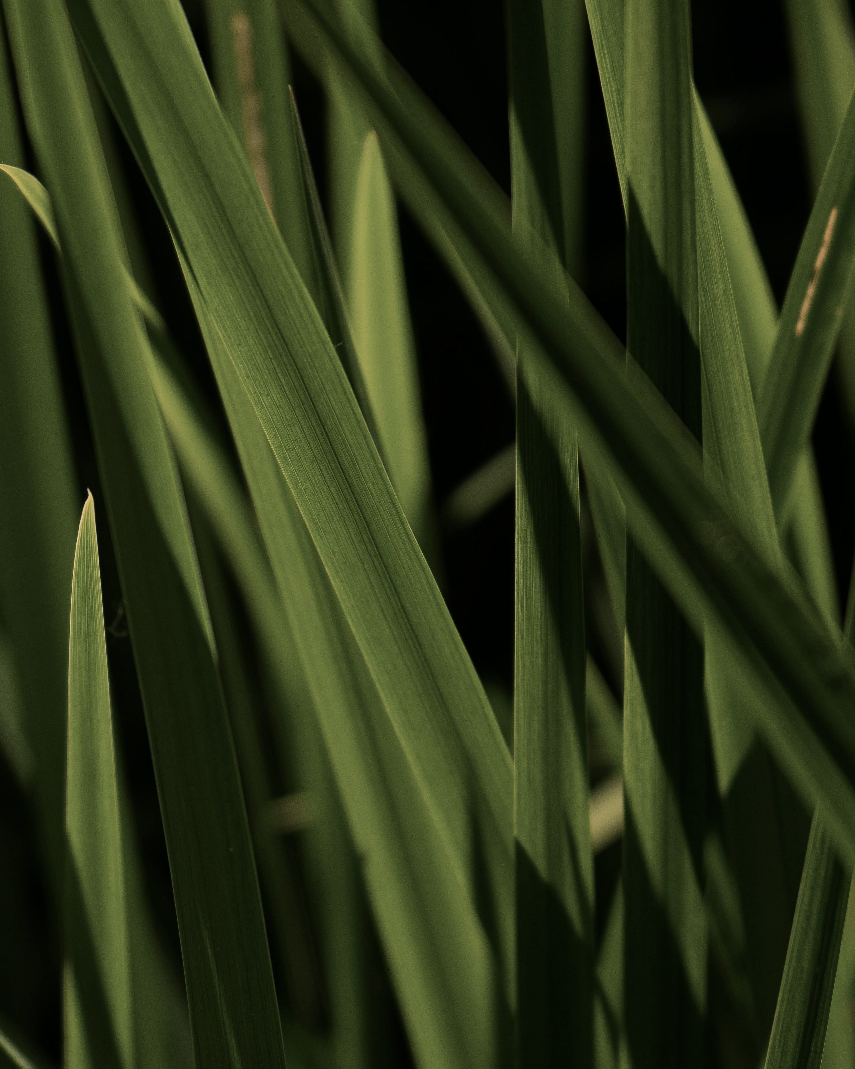 Everything to Know About the Perfume Note Vetiver – Commodity ...